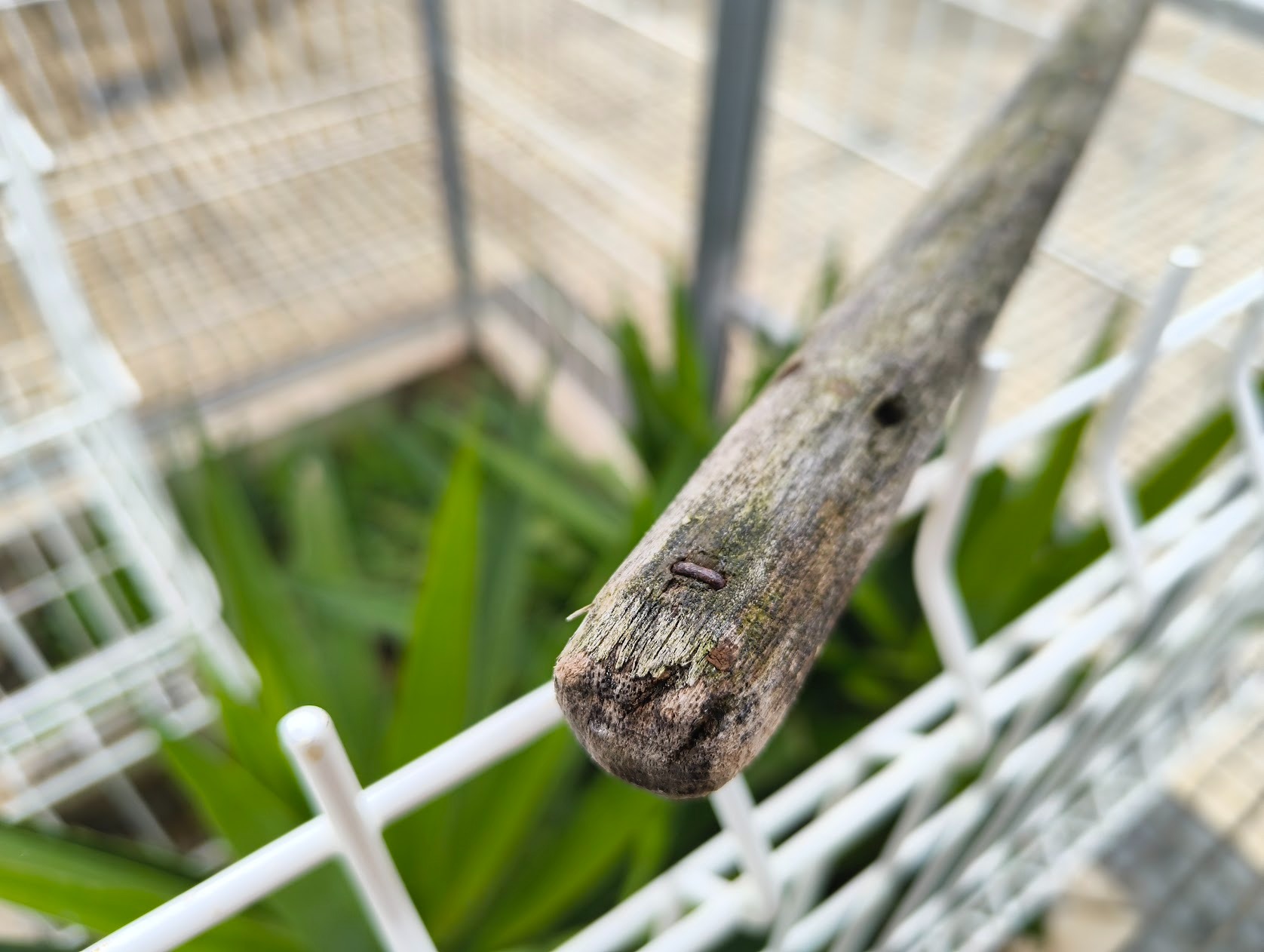 CMF Phone 2 Pro Review: ¡el Rey De Los Teléfonos Celulares Baratos!