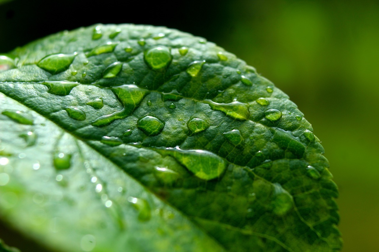 ¿Por Qué El Olor A Lluvia Es Tan Adictivo? La Ciencia Explica